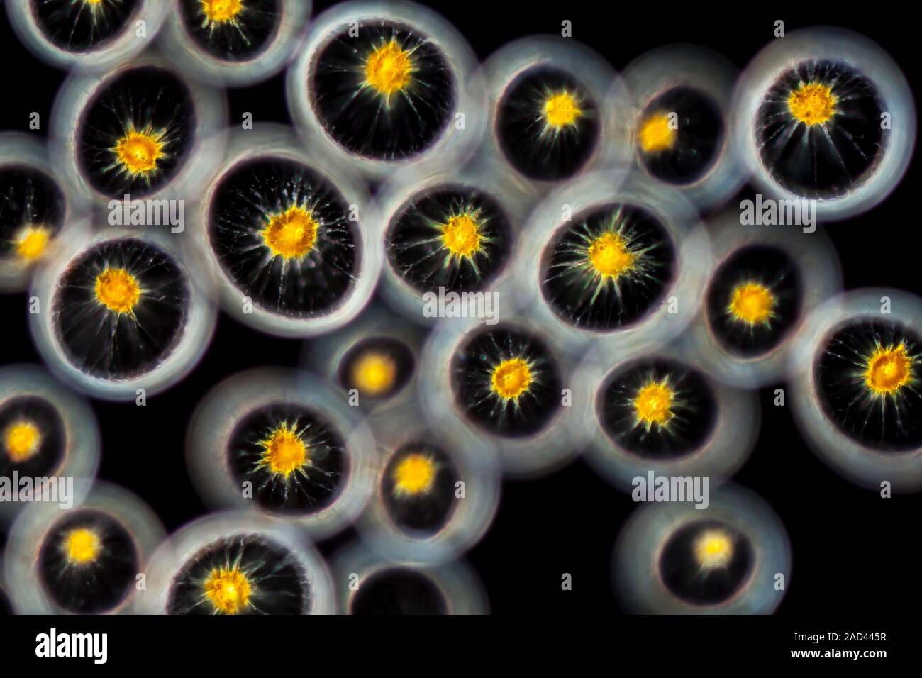 Light micrograph of Pyrocystis noctiluca(Gr.pyro, fire & Gr. kystis ...