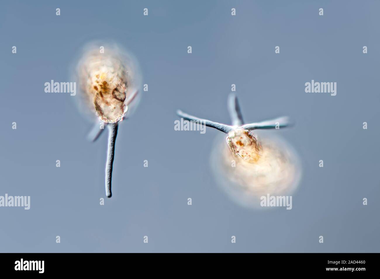 Light micrograph of Difflugia sp. testate amoebas, showing the ...