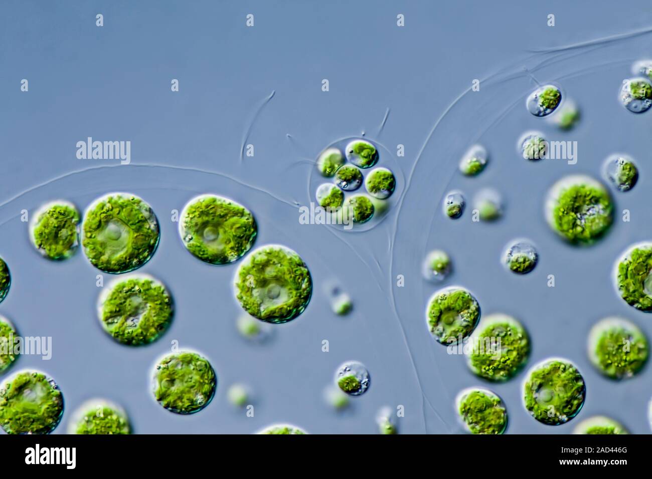 Light micrograph of Pleodorina indica (Gr. pleon, more & (Pan)dorina ...