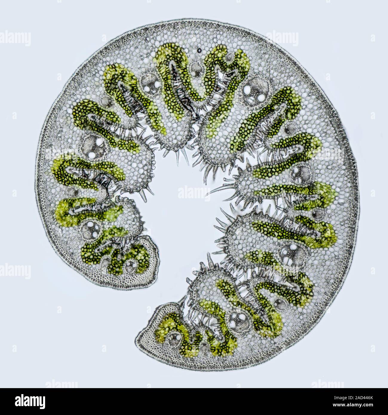 Light micrograph of a thin section through the leaf of marram grass ...