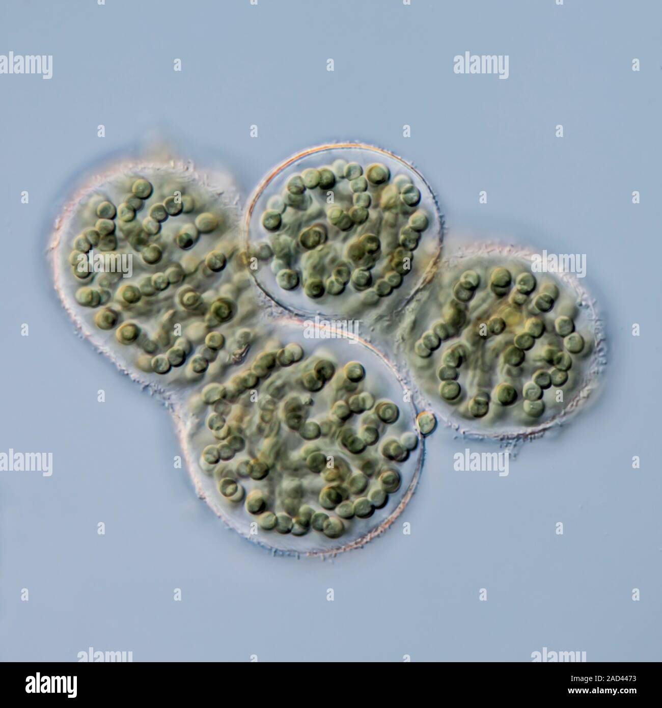 Light micrograph of Nostoc pruniforme colonies showing several round ...