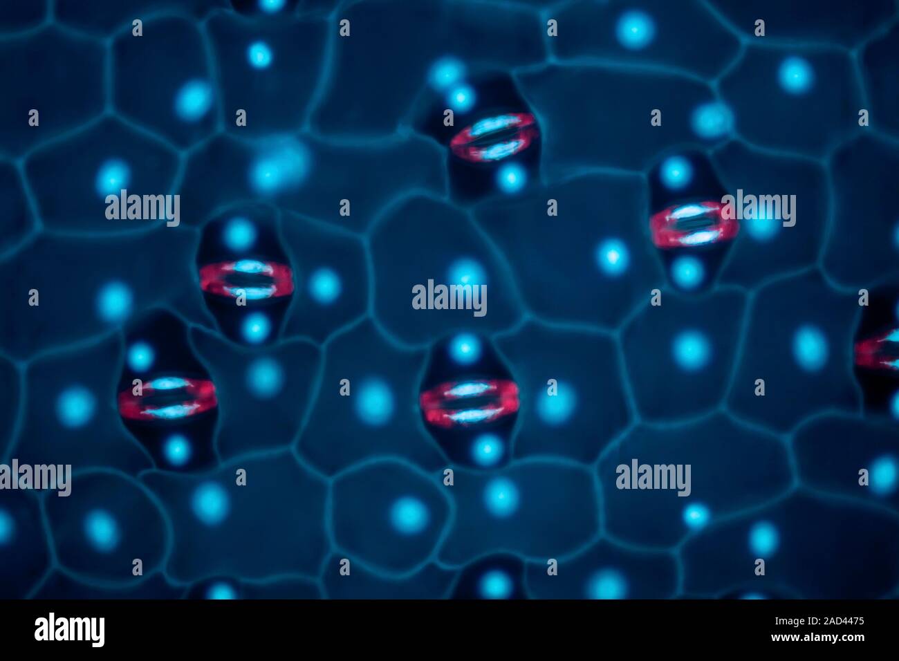 Light micrograph of a leaf lower epidermis of tradescantia virginiana ...