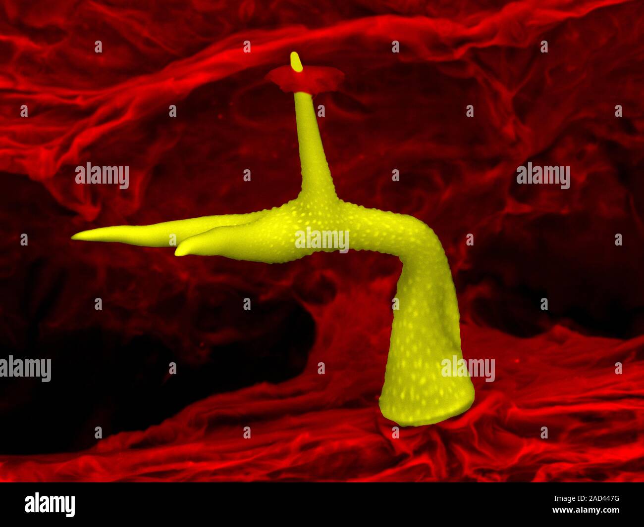 Thale cress (Arabidopsis thaliana) leaf trichome, coloured scanning ...