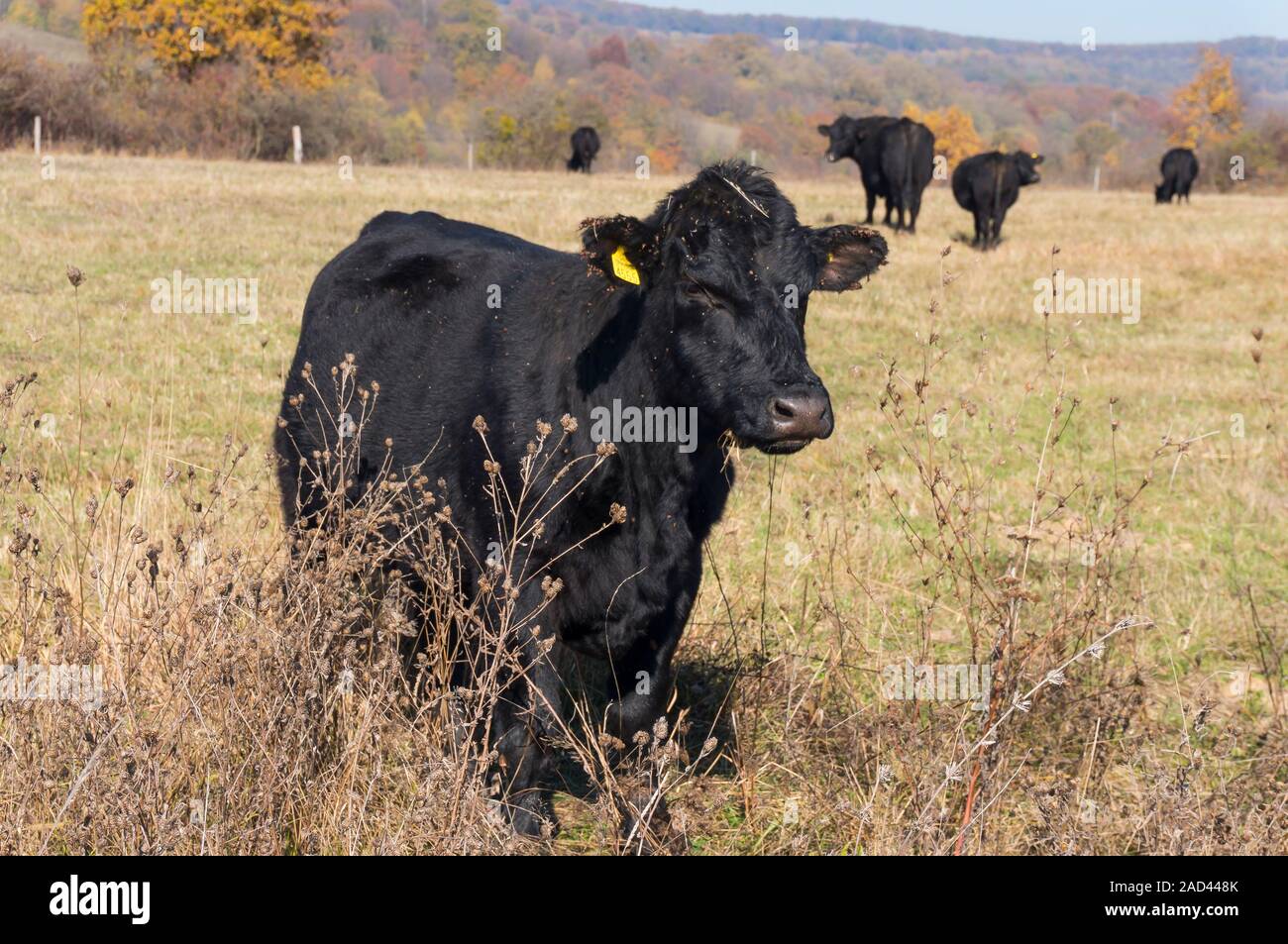 Cow in the field, autumn landscape Stock Photo - Alamy