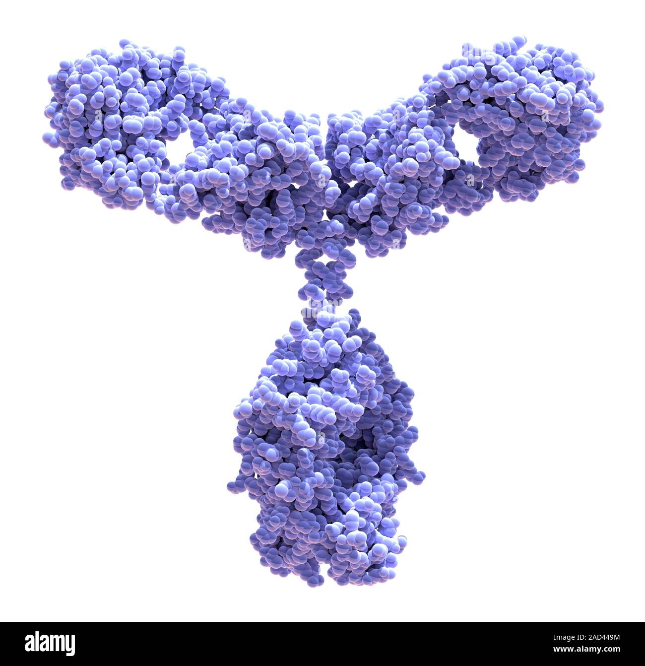Immunoglobulin G antibody molecule. Computer artwork of a model of the ...