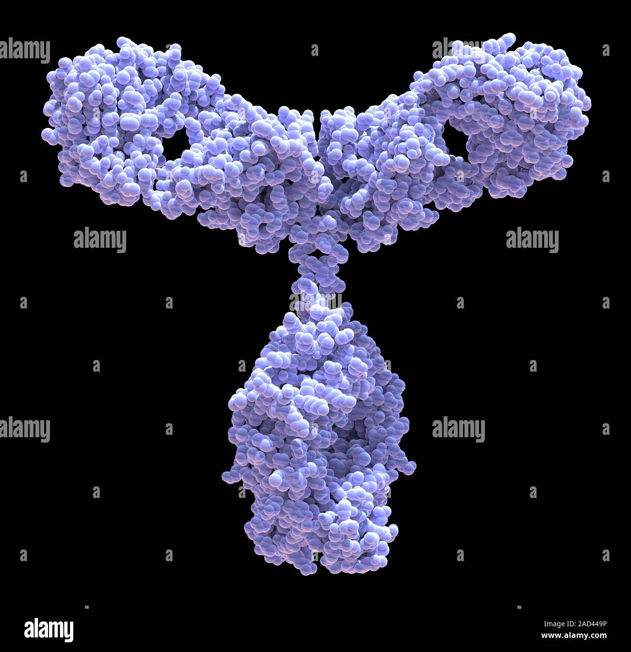 Immunoglobulin G antibody molecule. Computer artwork of a model of the ...
