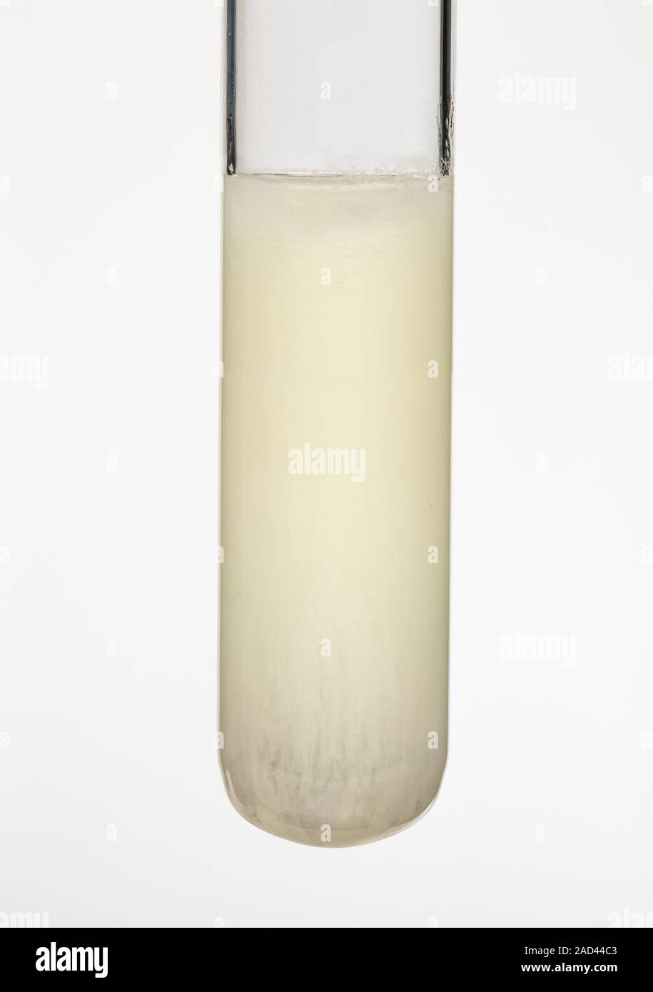 Test tube of silver bromide. When a solution of silver nitrate is added ...