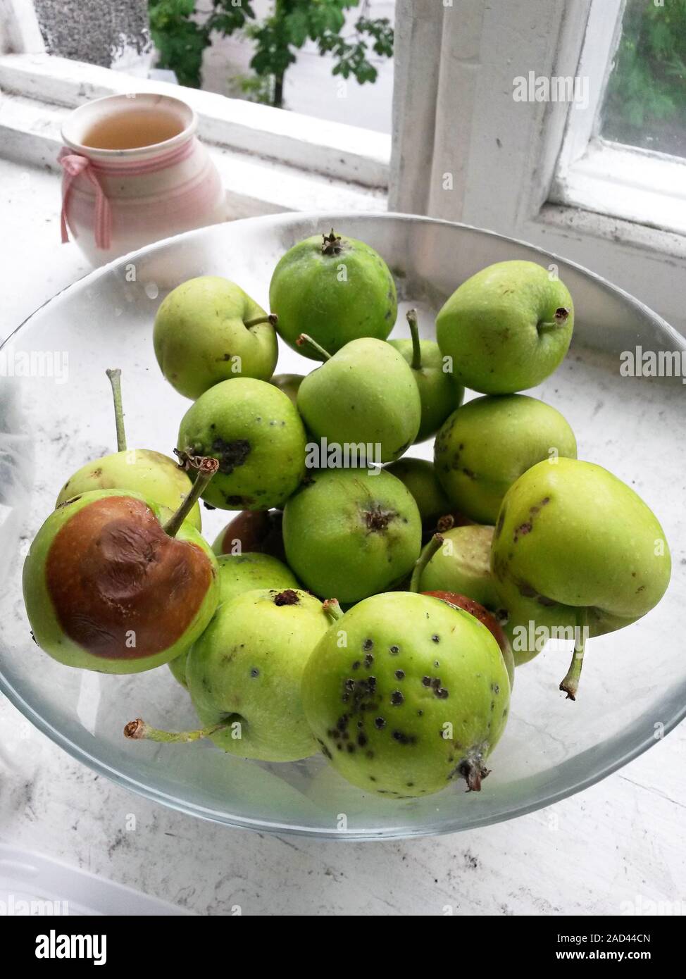 Spoiled food in bowl hi-res stock photography and images - Alamy