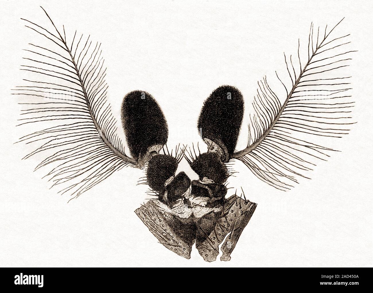 Photomicrograph of the antennae and palps of a midge (family ...