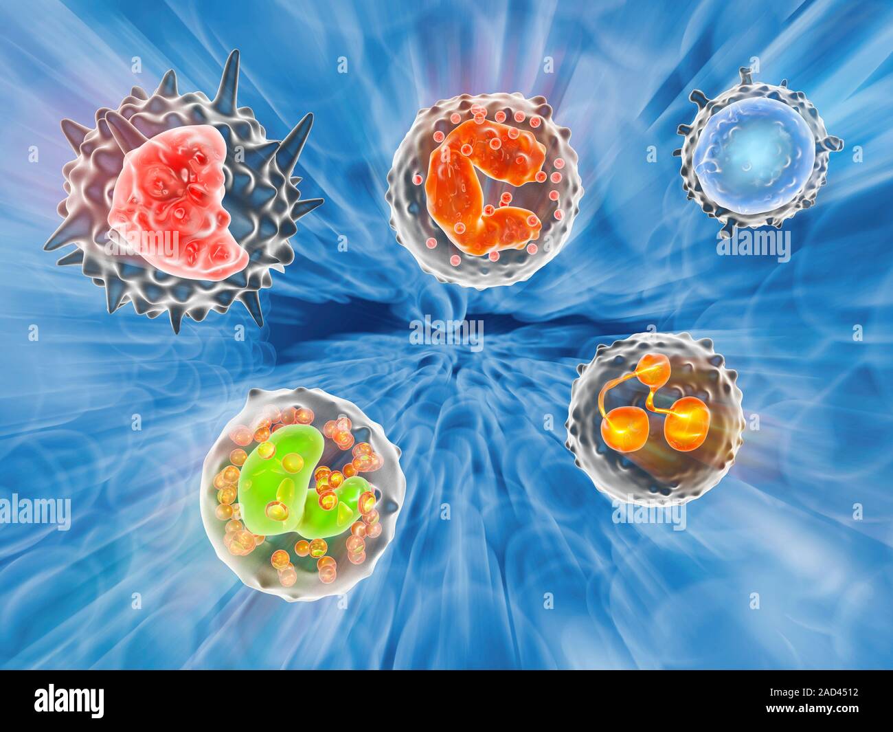 Computer artwork of different types of white blood cells. Top left ...