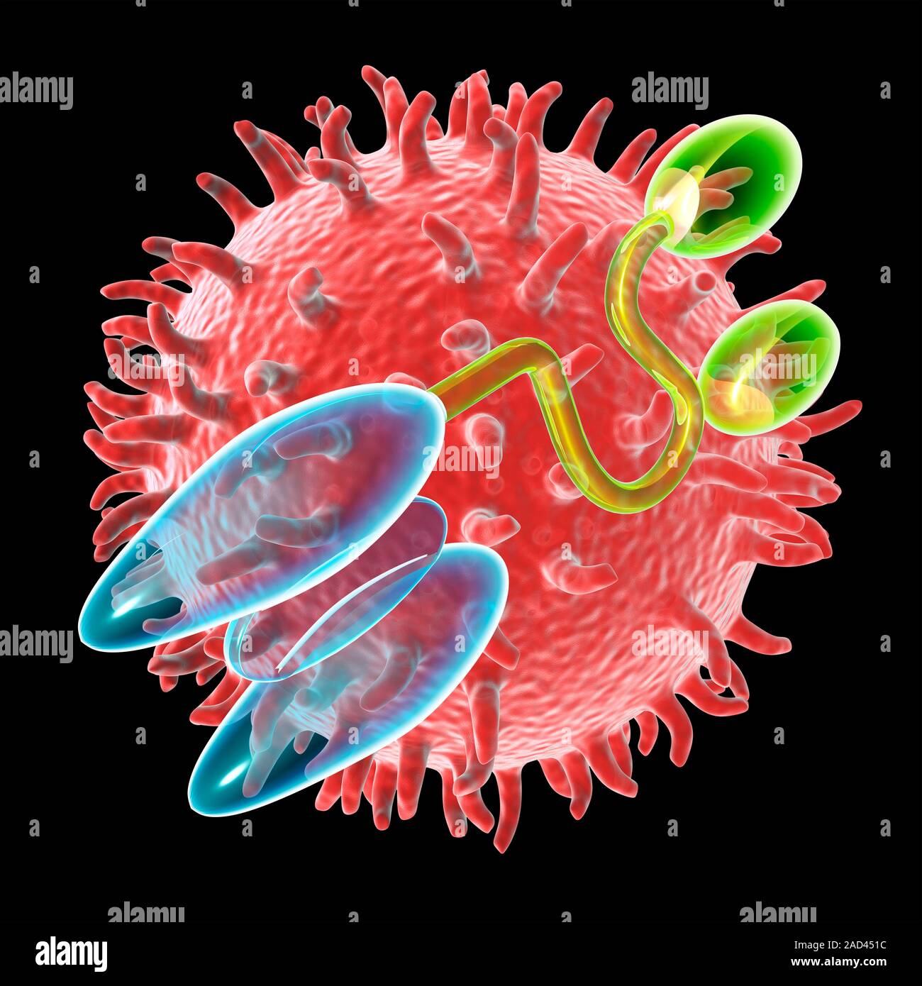 Schematic computer artwork of the monoclonal antibody Blinatumomab, a ...