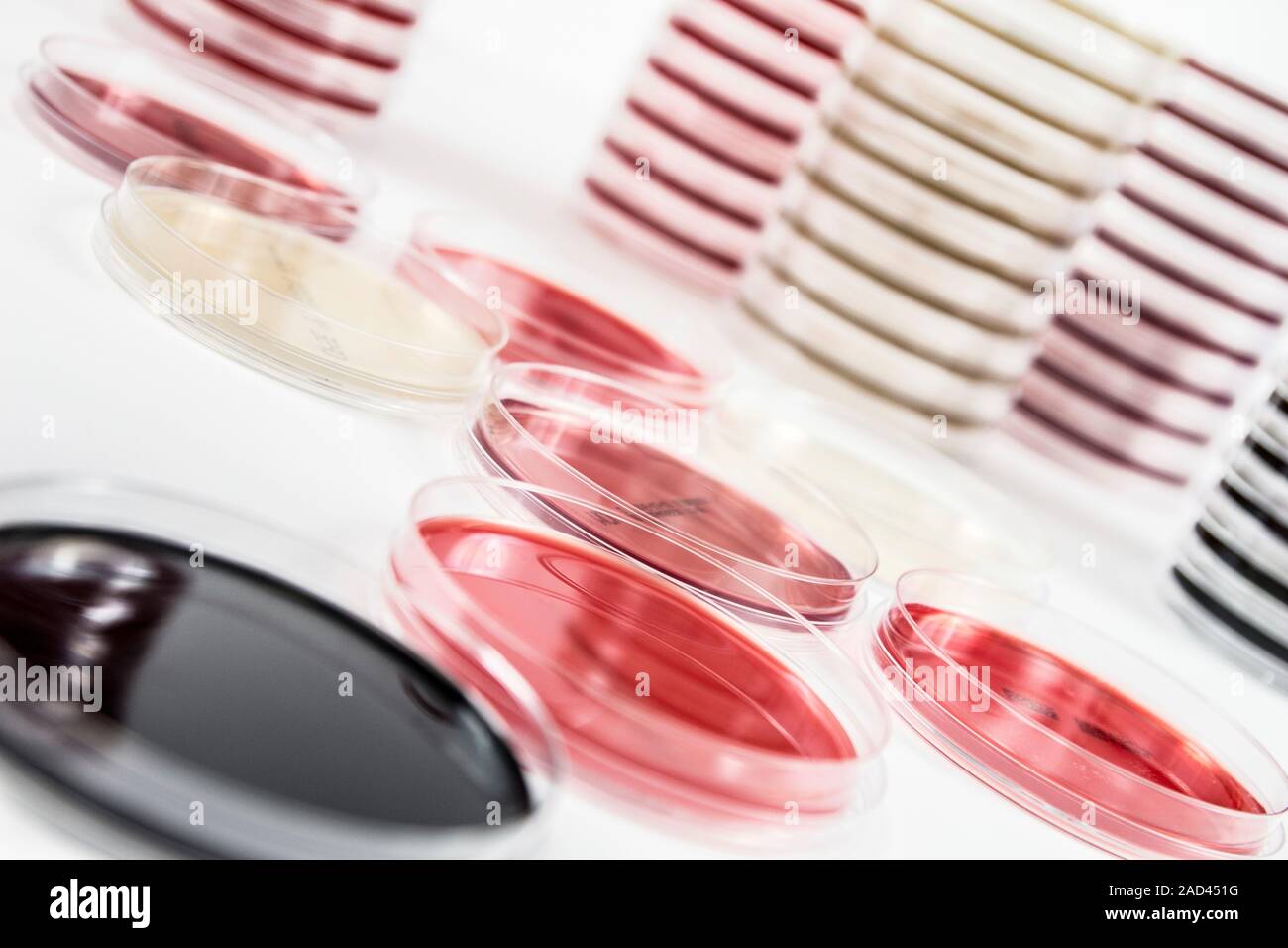 Variety of differential and selective microbiological culture media for ...