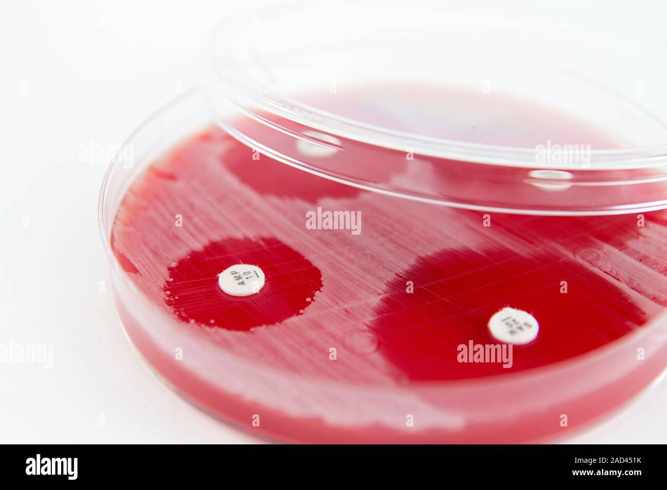 Antibiotic sensitivity testing by agar diffusion test. A method that ...