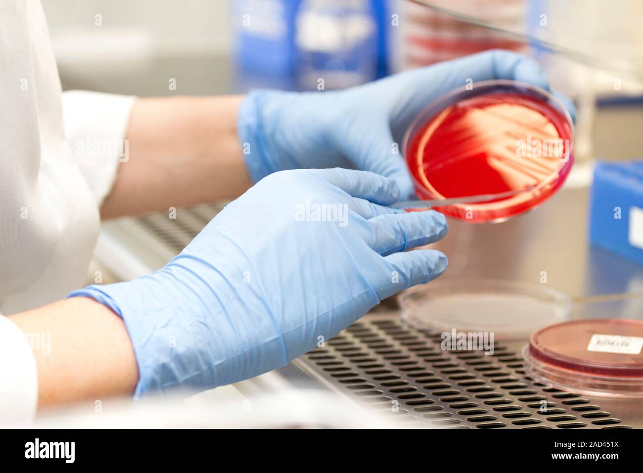 Lab technician inoculating an agar plate with a special streaking ...