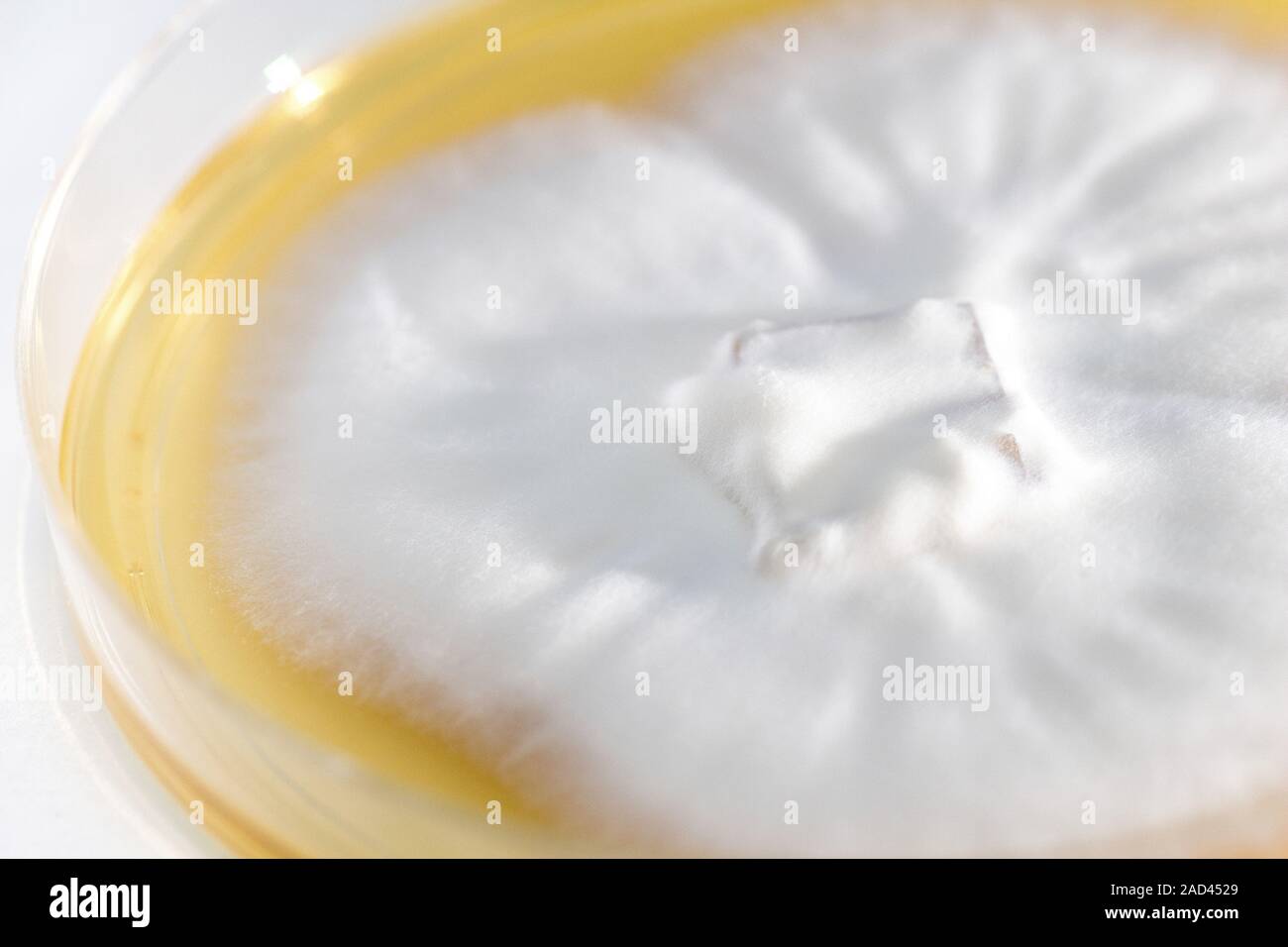 Microsporum canis fungal culture on an agar plate. Microsporum canis is ...