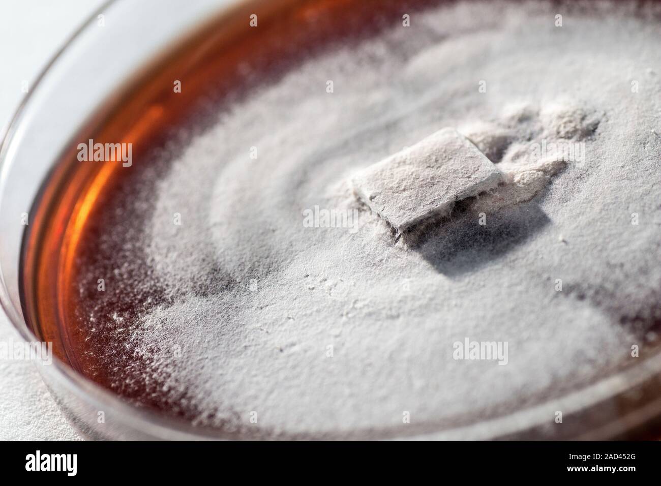 Trichophyton rubrum fungal cultured on potato dextrose agar ...