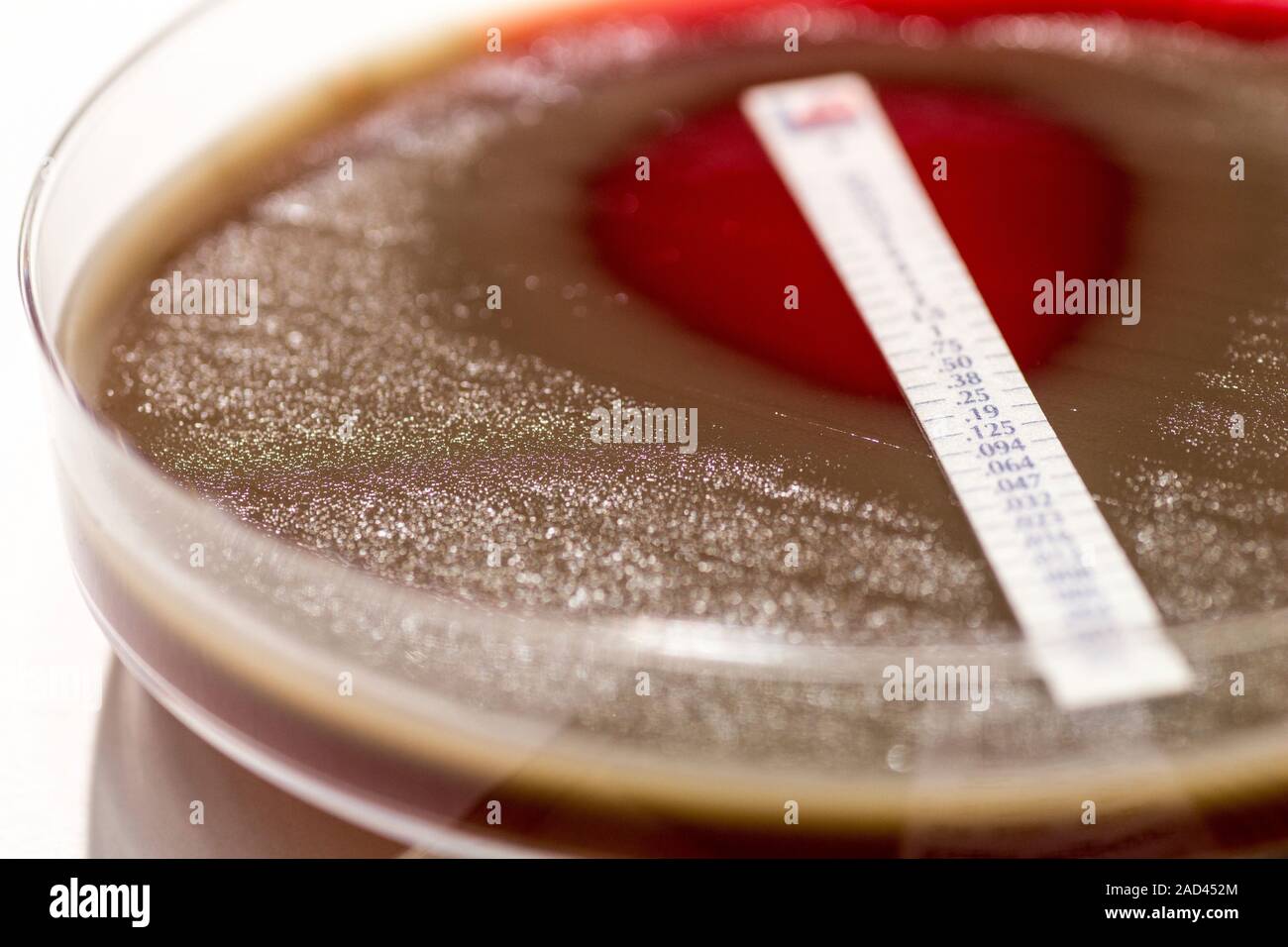 Sensitivity testing of Streptococcus pneumoniae to the antibiotic ...