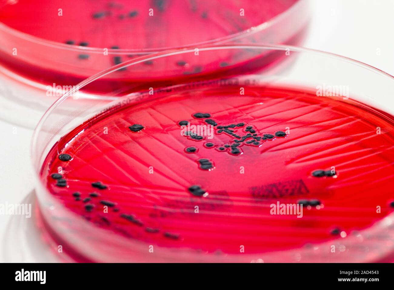 Salmonella enterica bacterial culture on XLD-Agar, which is a selective ...