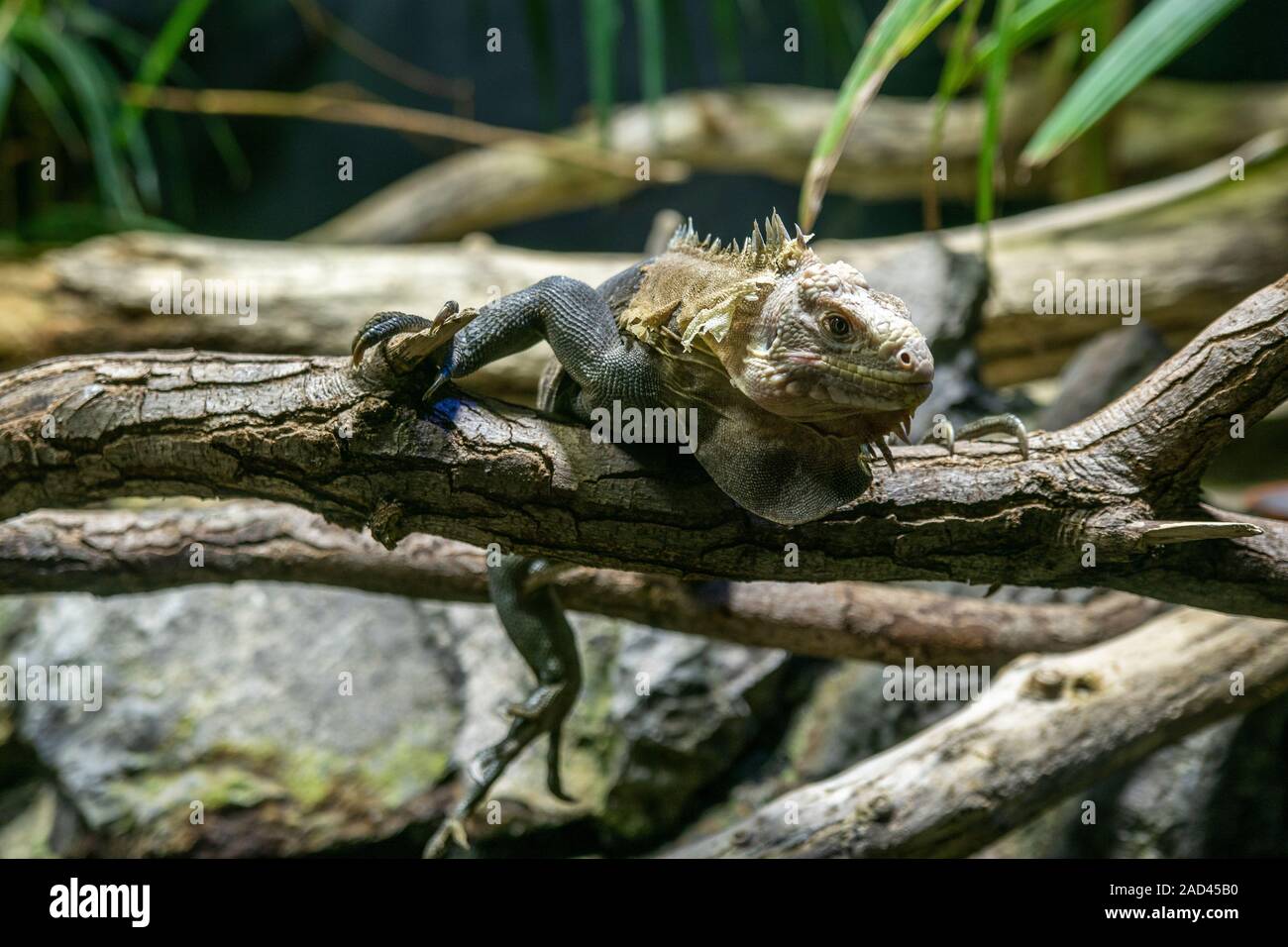 Pretty iguana hi-res stock photography and images - Alamy