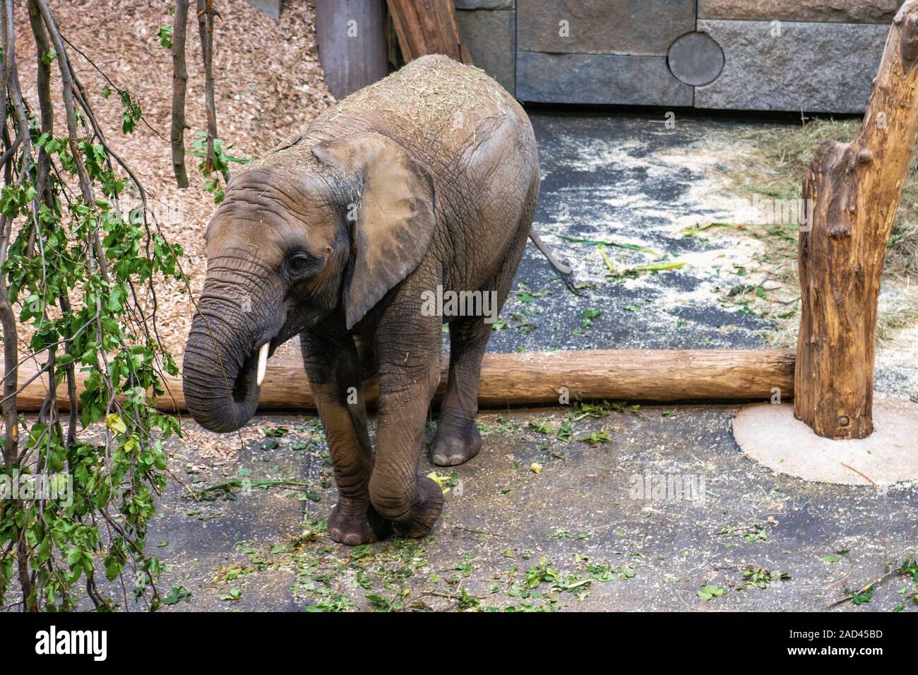 little grey African elephant in zoo Stock Photo - Alamy