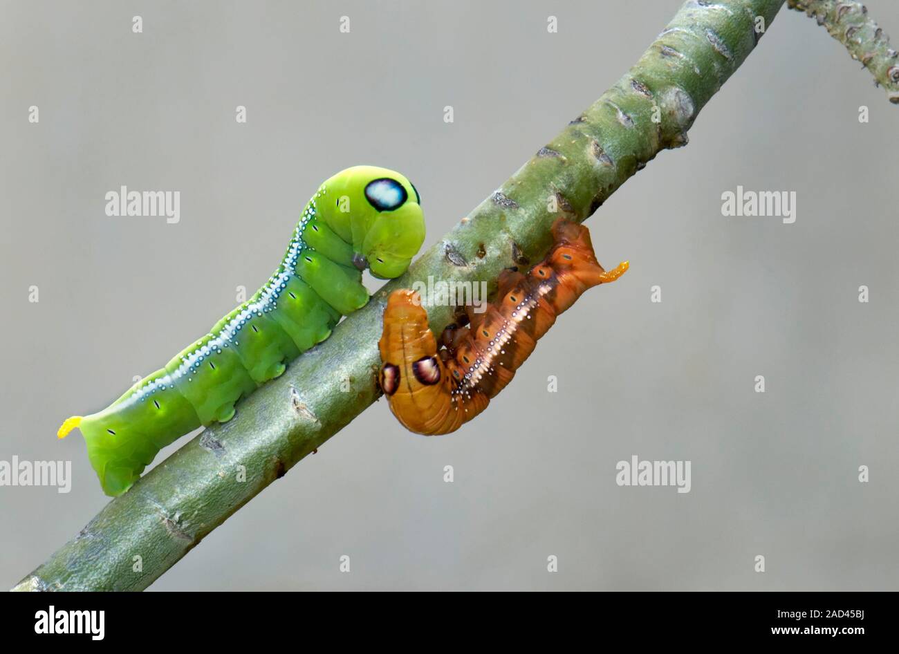 Oleander hawk-moth caterpillars (Daphnis nerii) of different ages. Just ...