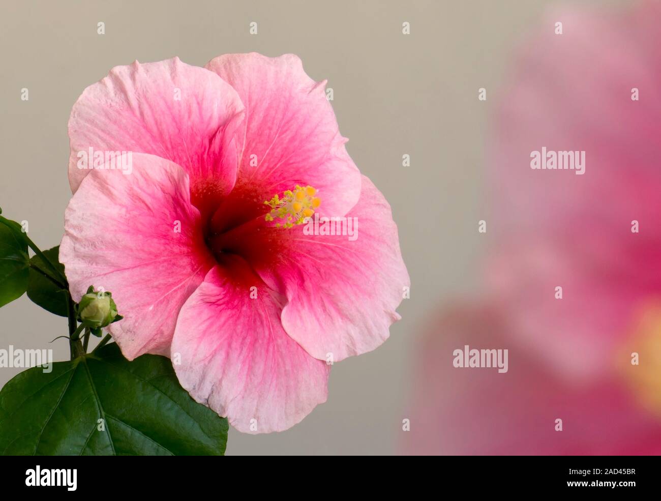 Hibiscus flower (Hibiscus sp.). Photographed in India Stock Photo - Alamy