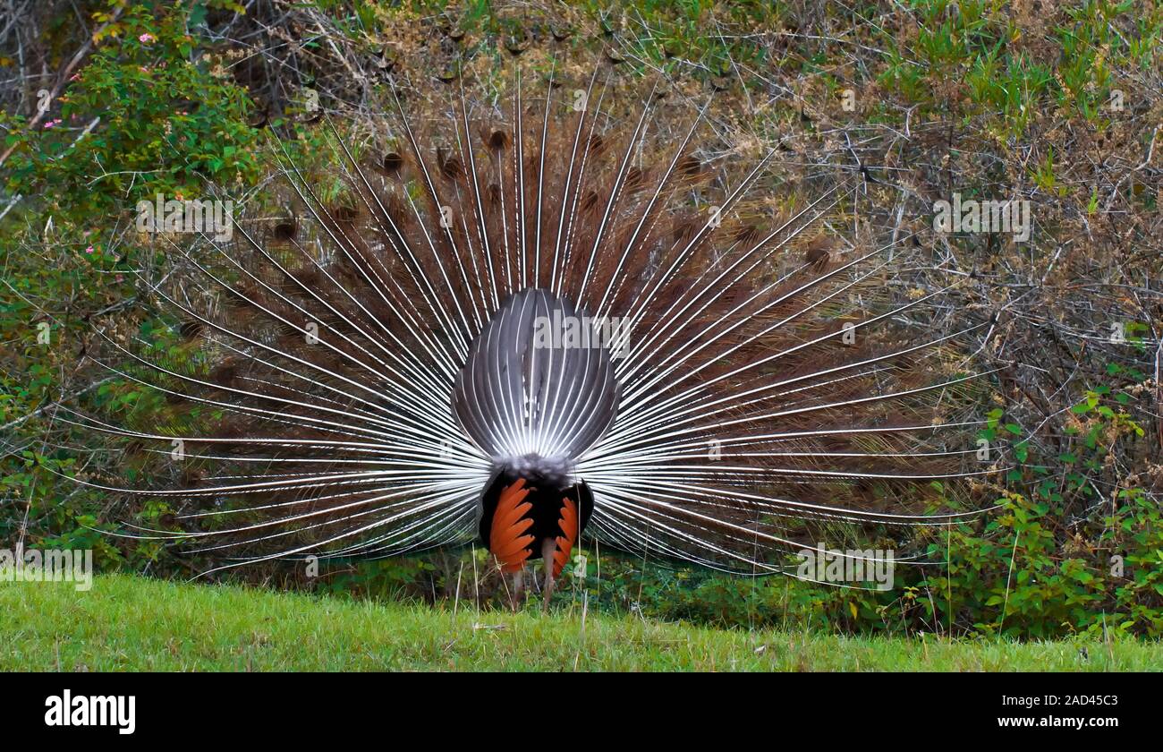 Indian peacock. A rear view of a male Indian peacock (Pavo cristatus ...