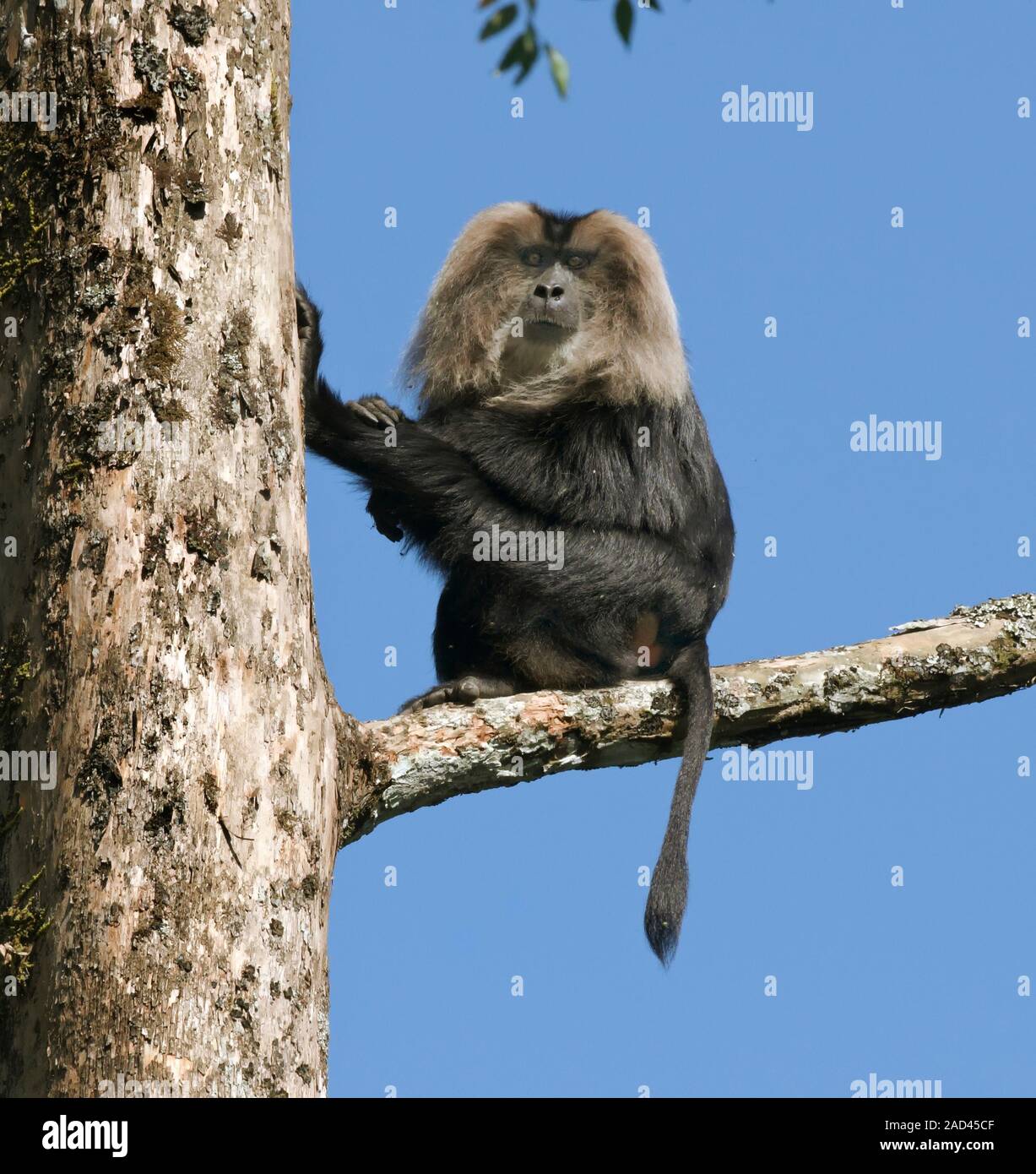 Lion-tailed macaque (Macaca silenus). Also called the wanderoo, this ...
