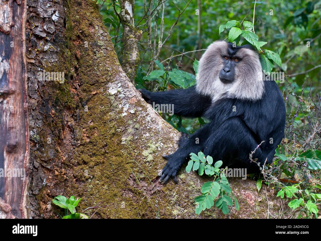 Lion-tailed macaque (Macaca silenus) alpha male. Also called the ...