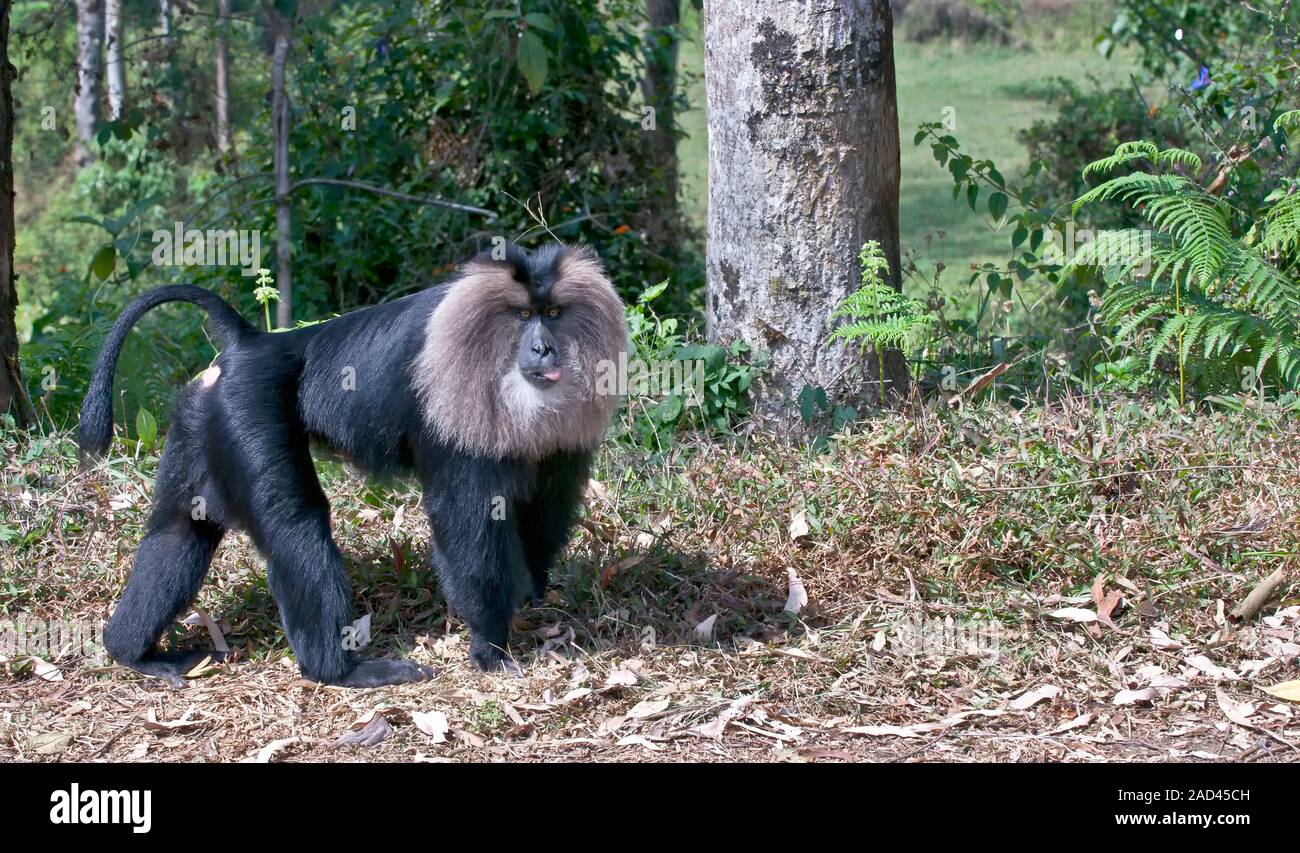Lion-tailed macaque (Macaca silenus) alpha male. Also called the ...