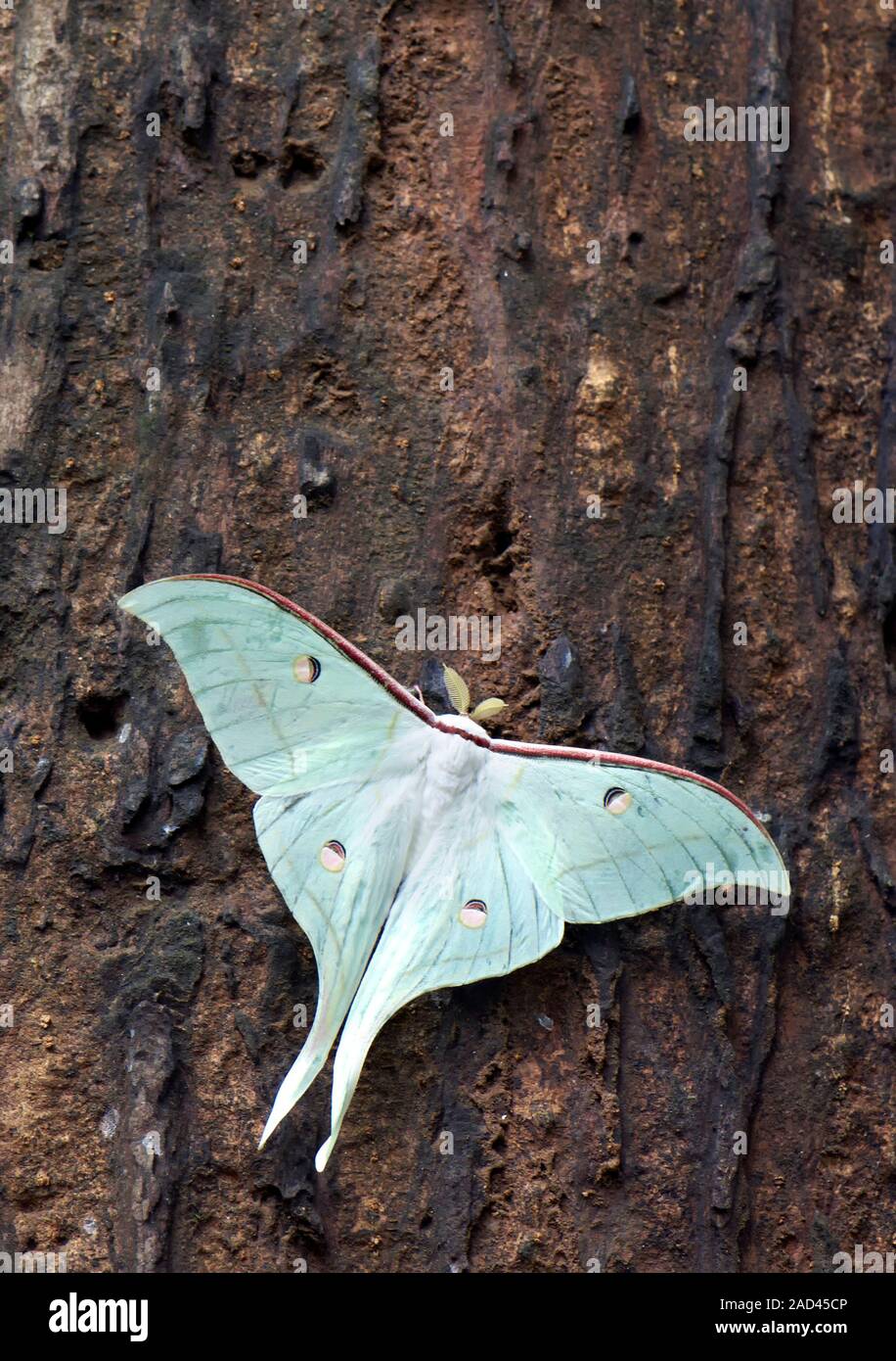 Indian moon moth (Actias selene), male. This species is widespread ...