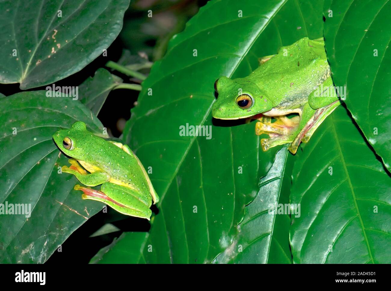 Malabar gliding frogs (Rhacophorus malabaricus). These nocturnal frogs ...