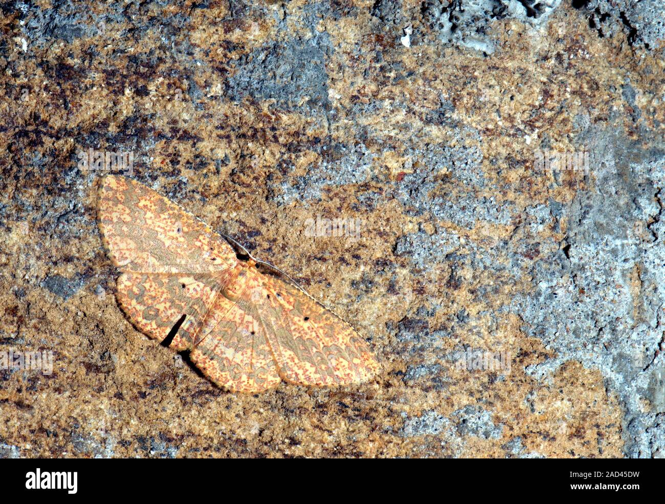 Geometer moth (family Geometridae) camouflaged against the background ...
