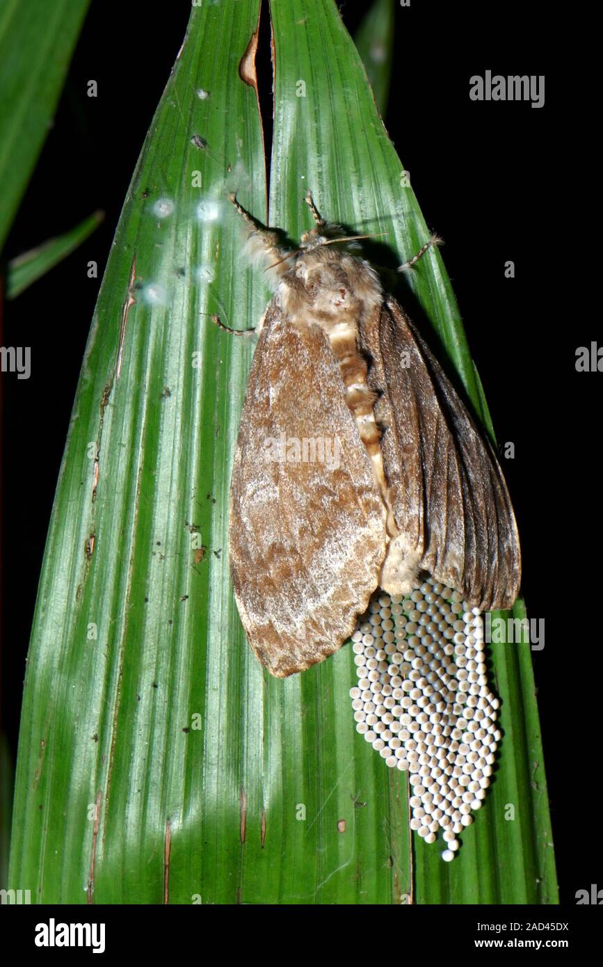 A female moth (subfamily Lymantriinae) laying eggs on a leaf ...