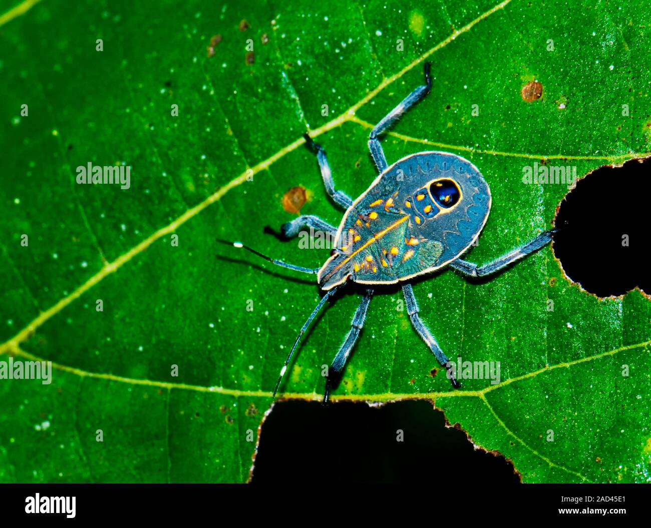 Yellow spotted stink bug (Erthesina fullo). Photographed in India Stock ...