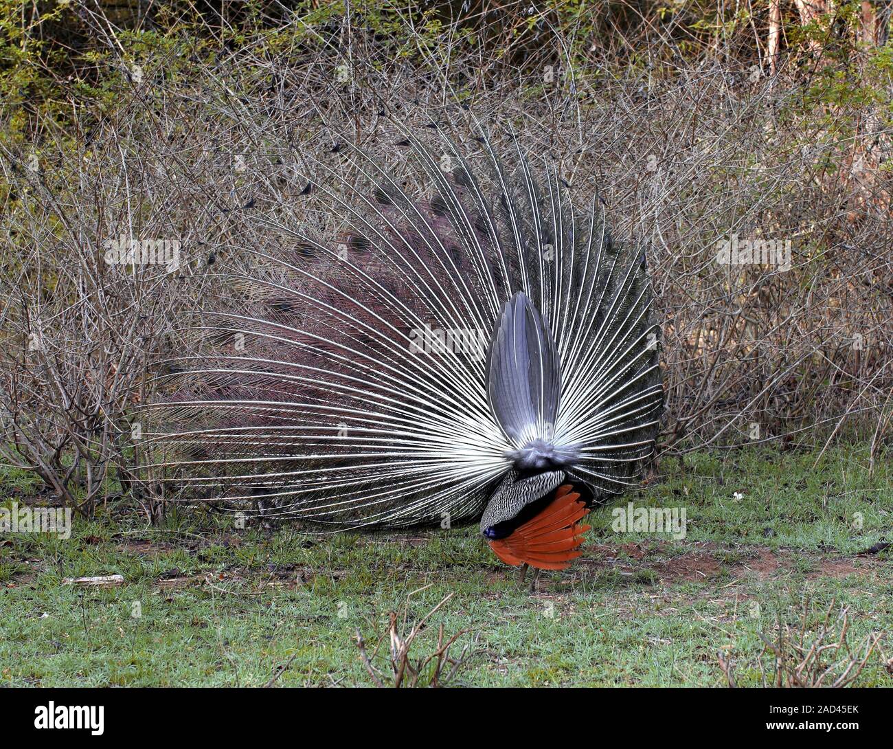 Indian peacock. A rear view of a male Indian peacock (Pavo cristatus ...