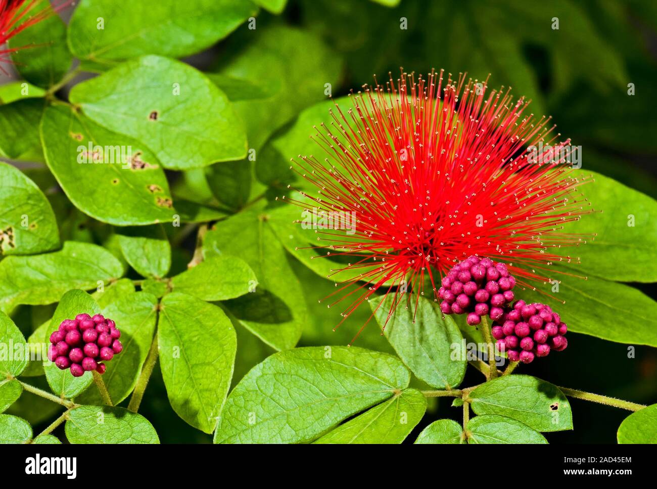Flower, buds and foliage of the powderpuff plant (Calliandra emarginata ...