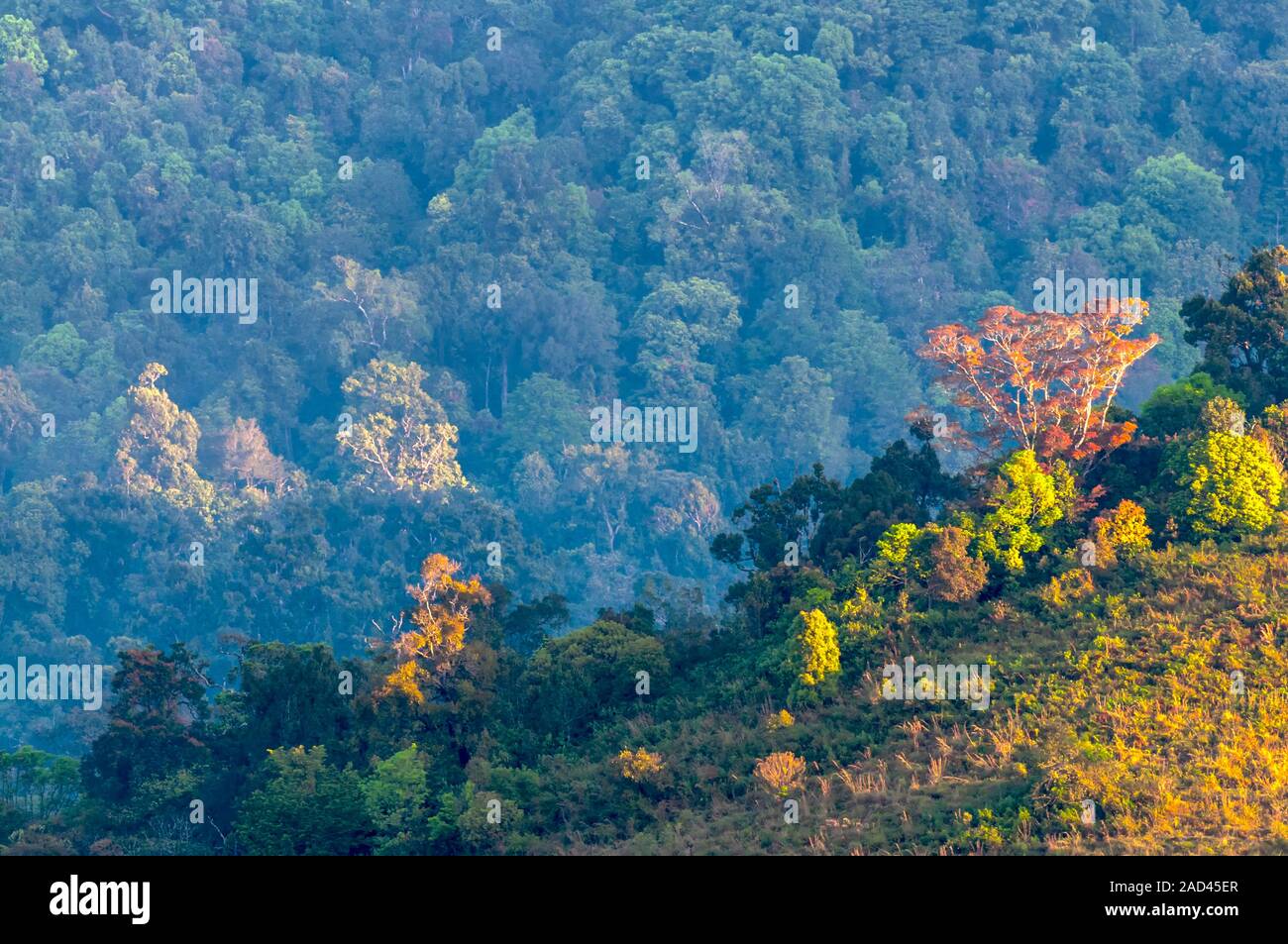 Rainforest colours at dawn. Photographed in India Stock Photo - Alamy