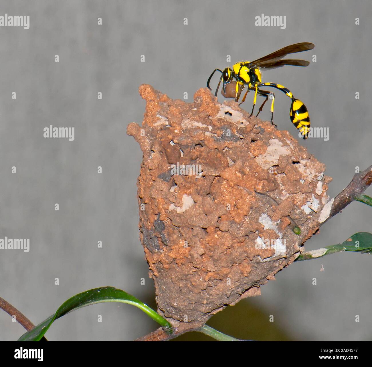Potter wasp (Eumenes flavopicta) with its nest. Potter, or mason, wasps ...