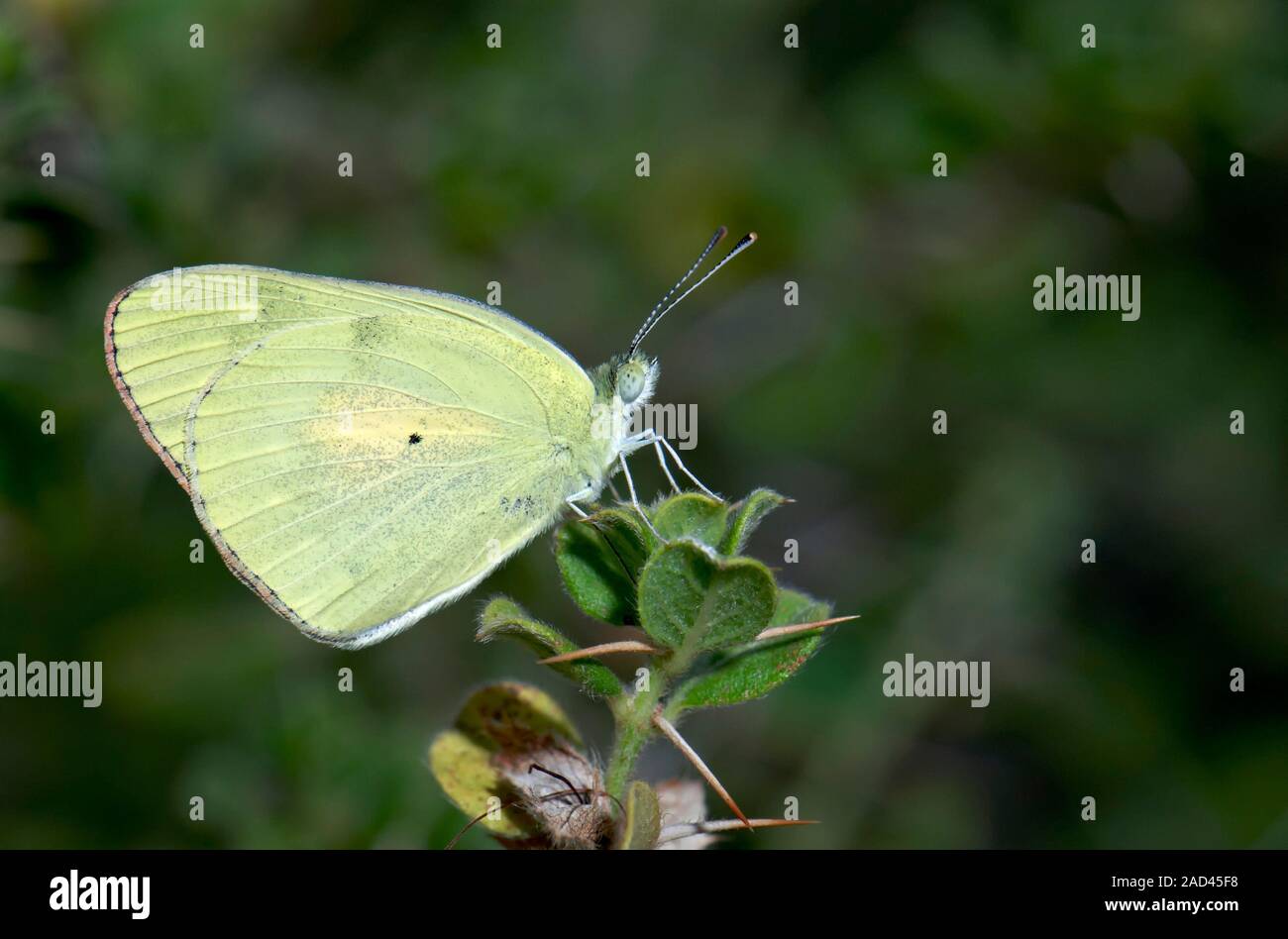 Salmon arab butterfly (Colotis sp.). Photographed in India Stock Photo ...