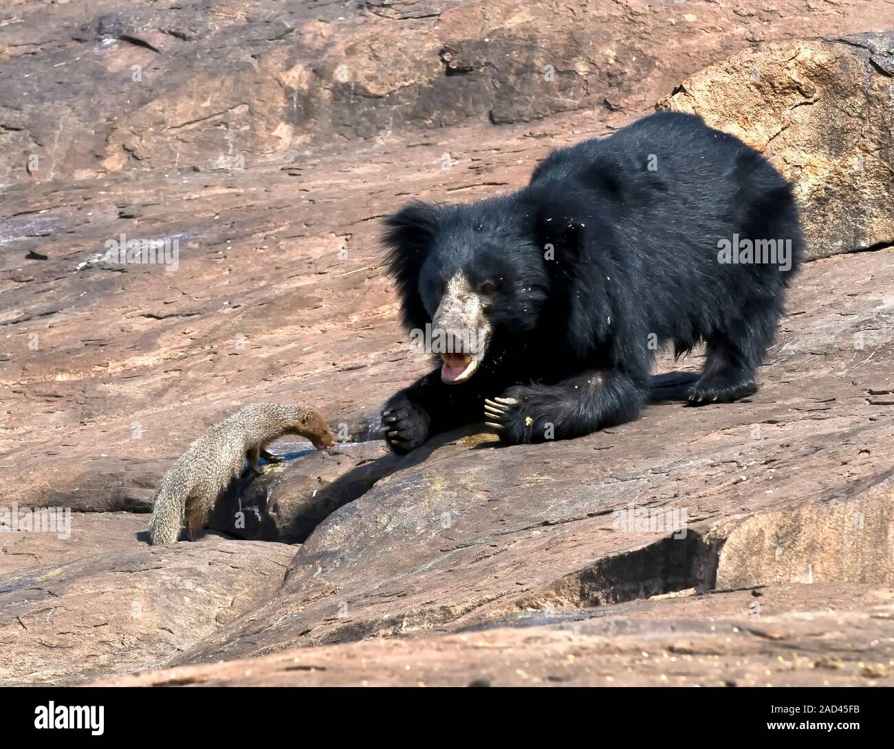 Sloth bear and mongoose. A sloth bear (Melursus ursinus) with a common ...
