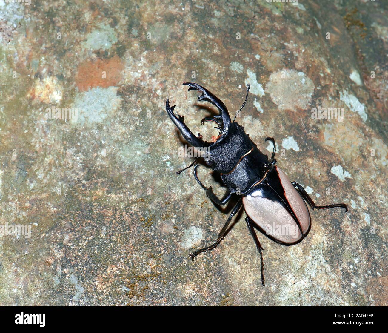 Stag beetle. Male stag beetle (Odontolabis delesserti), showing its ...