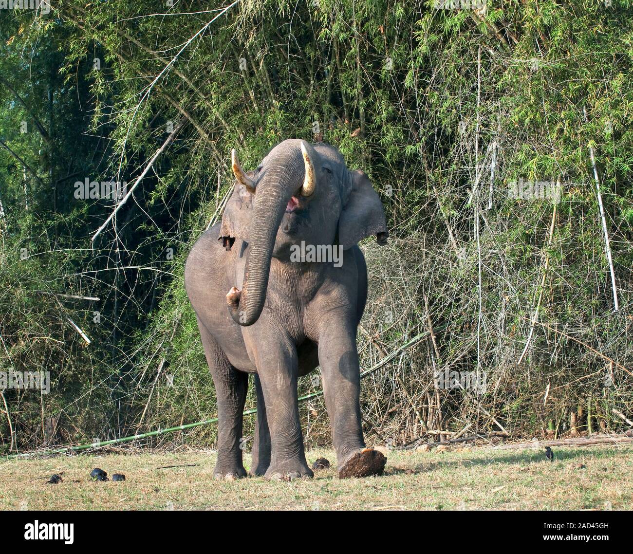 Asian bull elephant (Elephas maximus) displaying. Bull elephants may ...