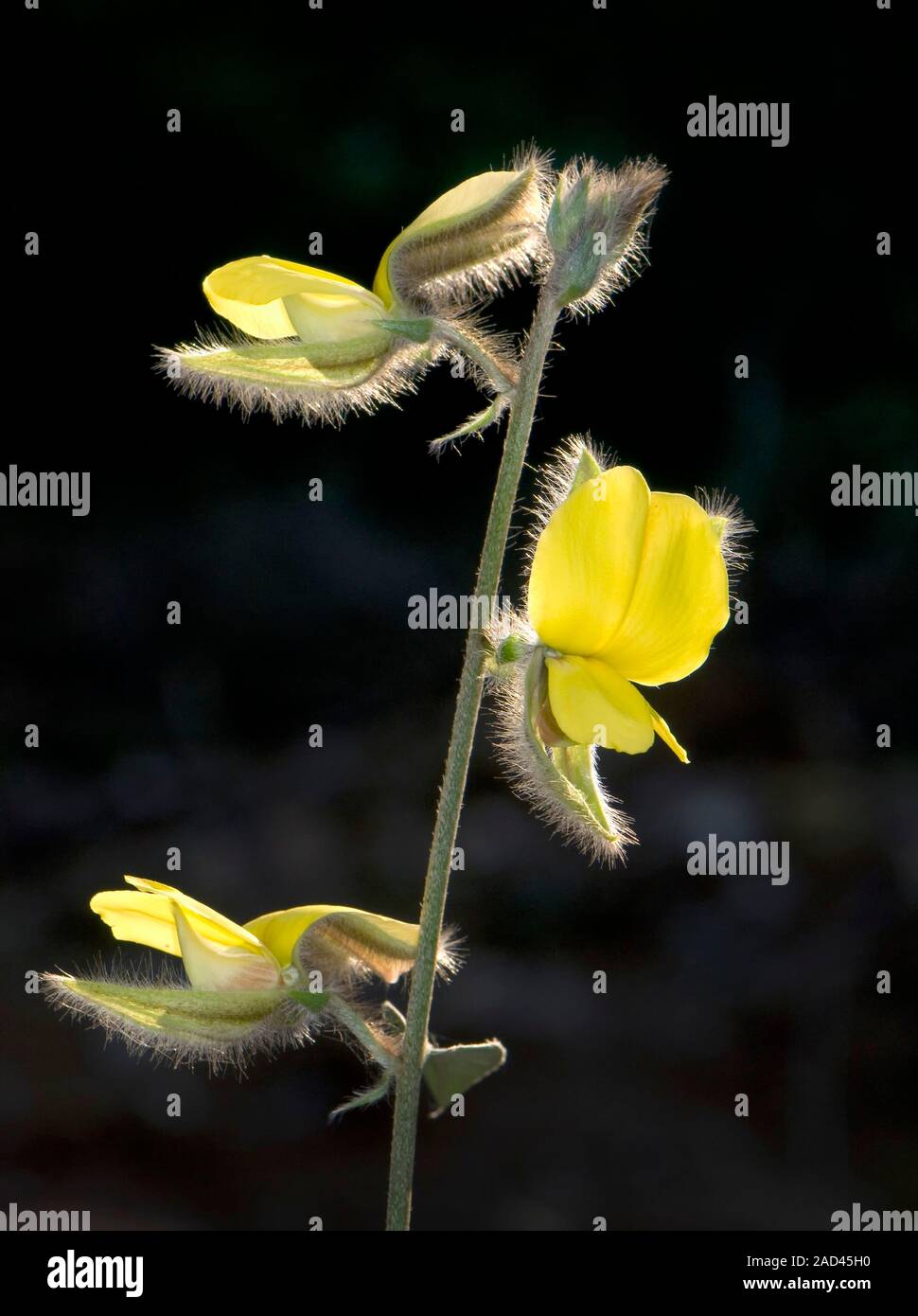 Rattlepod (Crotalaria calycina). Photographed in India Stock Photo - Alamy