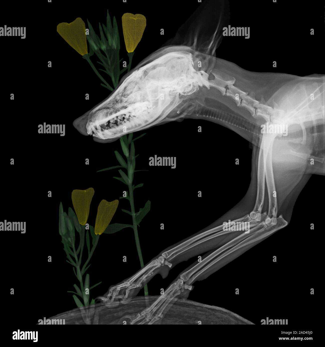 Not for print or poster uses Fox and flowers. Coloured X-ray of a red ...