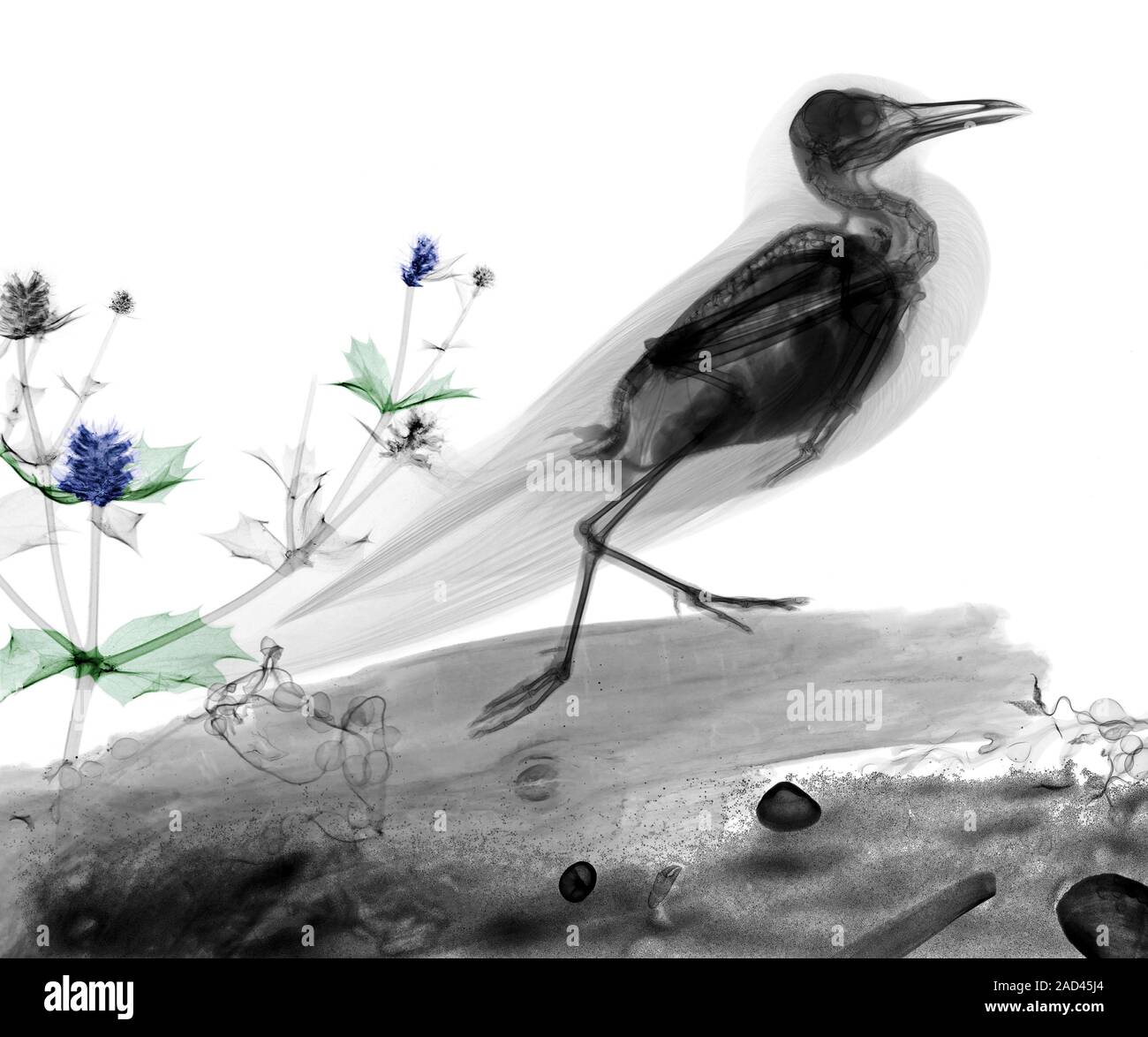 Not for print or poster uses Seagull and sea holly. Coloured X-ray of a ...
