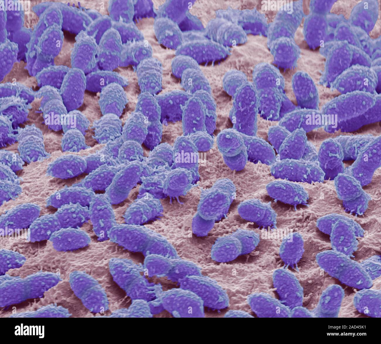 Faecal bacteria. Scanning electron micrograph (SEM) of bacteria found ...