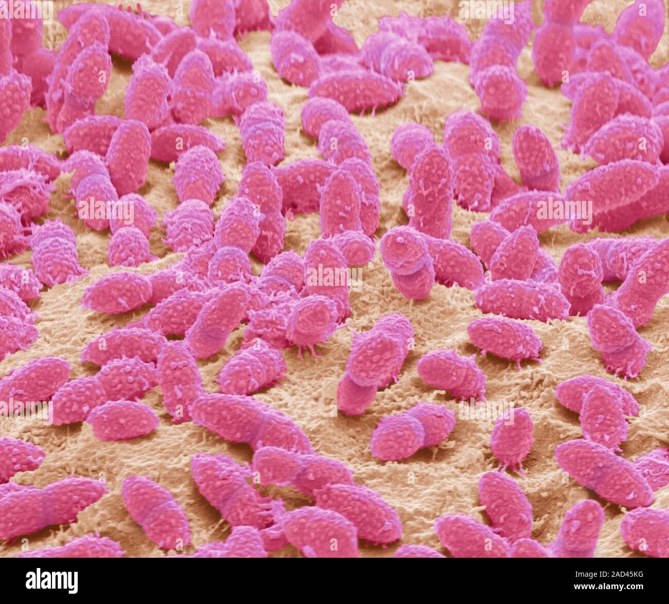 Faecal bacteria. Scanning electron micrograph (SEM) of bacteria found ...