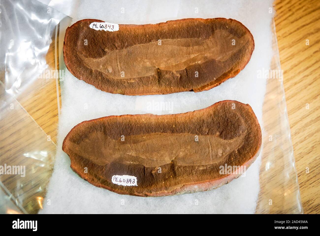 Halved fossil of the aquatic vertebrate Tullimonstrum gregarium, known ...