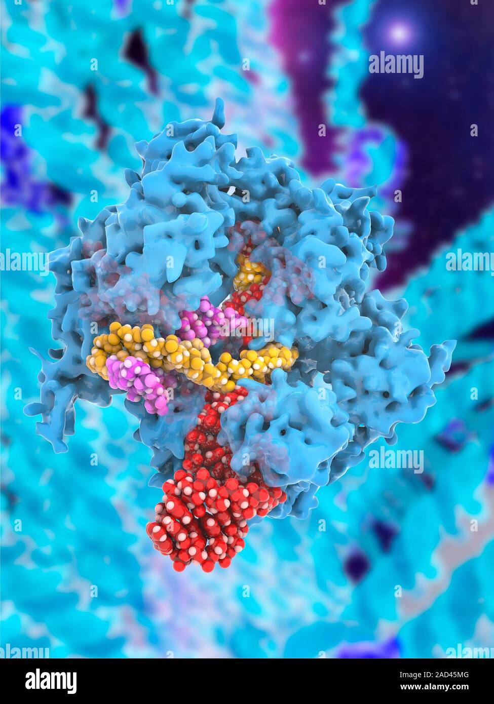 CRISPR-Cas9 gene editing complex. Illustration of the molecular ...
